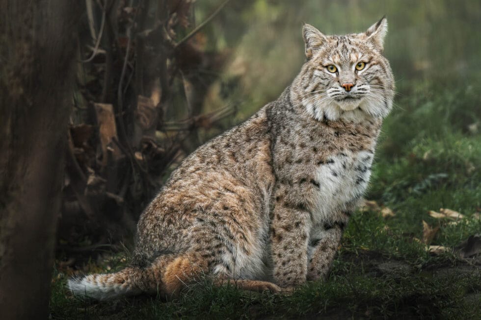 Bobcat | Lynx rufus | Chasing Wildlife