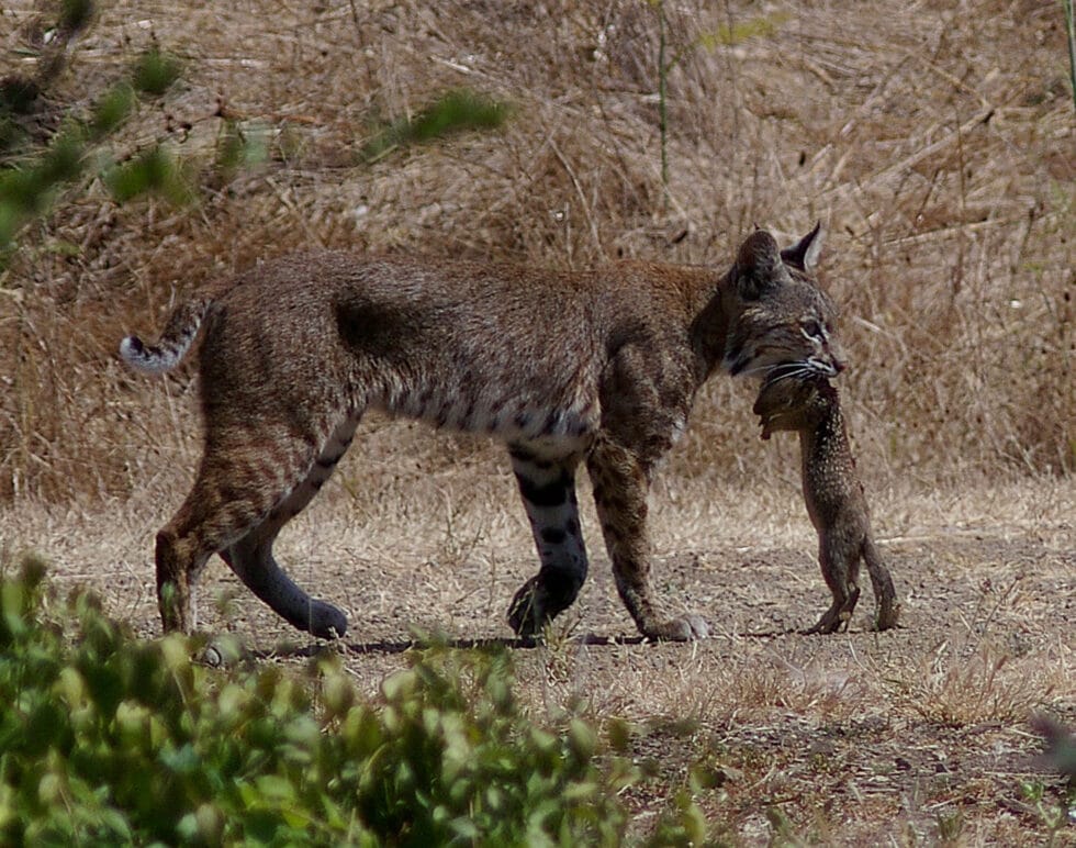 Bobcat | Lynx rufus | Chasing Wildlife