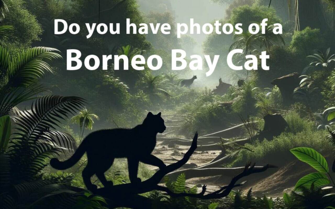 Borneo Bay Cat | Catopuma badia | Chasing Wildlife