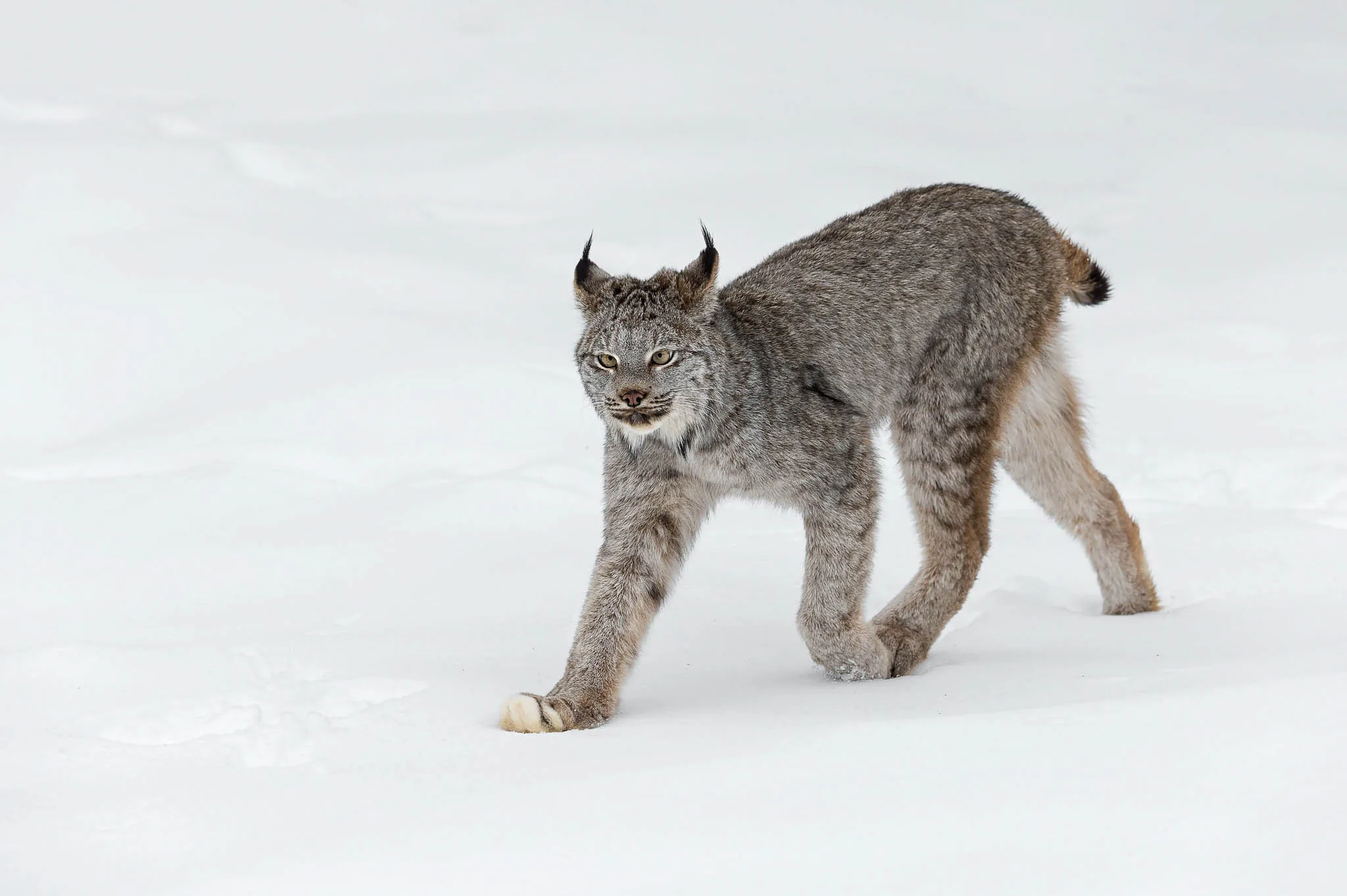Canada Lynx | Lynx canadensis | Chasing Wildlife