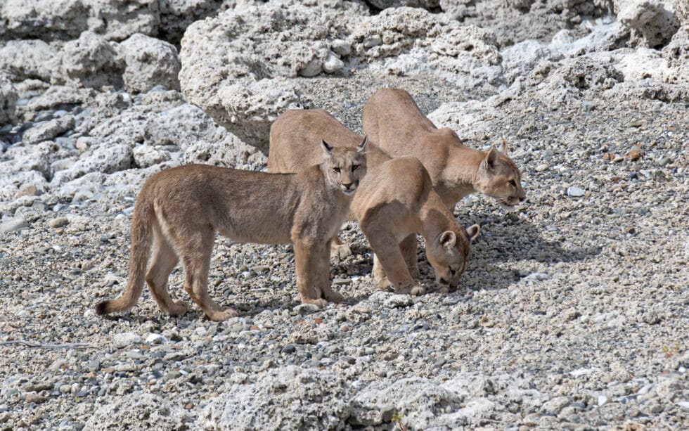 Mountain Lion | Puma concolor | Chasing Wildlife
