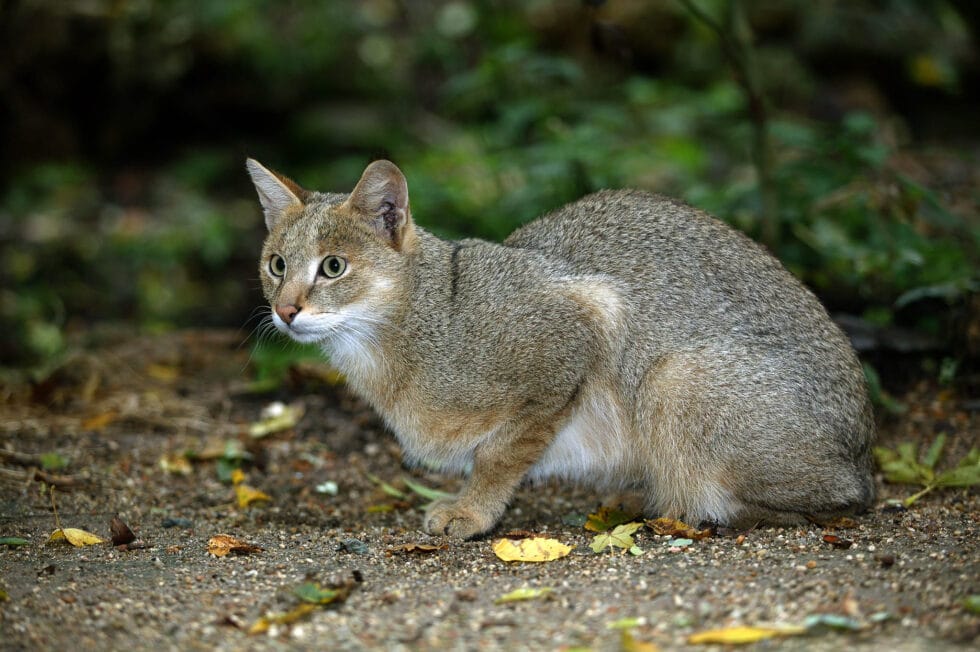 Jungle Cat | Felis chaus | Chasing Wildlife