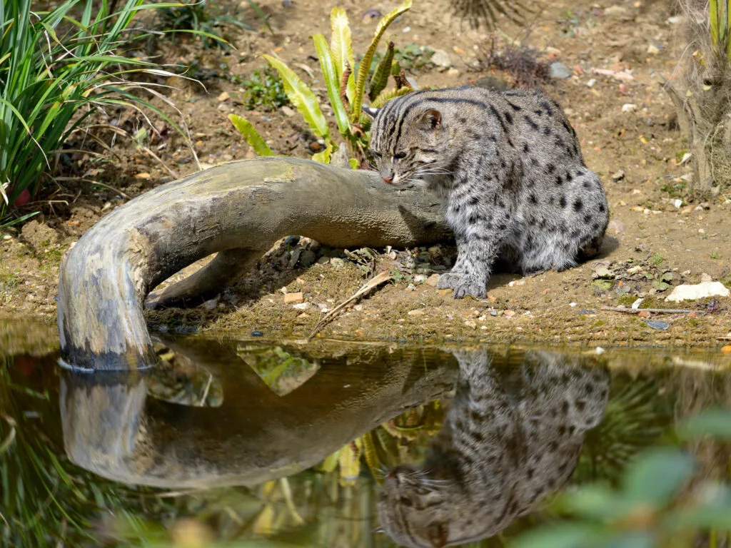 Fishing Cat | Prionailurus viverrinus | Chasing Wildlife