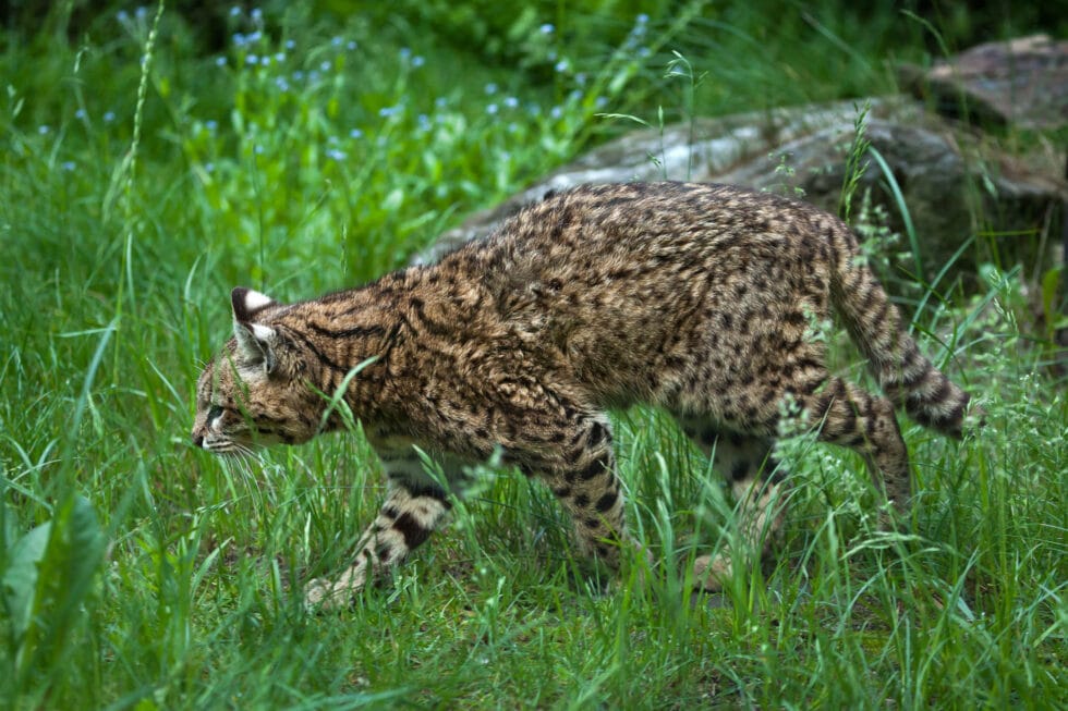 Geoffroy’s Cat | Leopardus geoffroyi | Chasing Wildlife