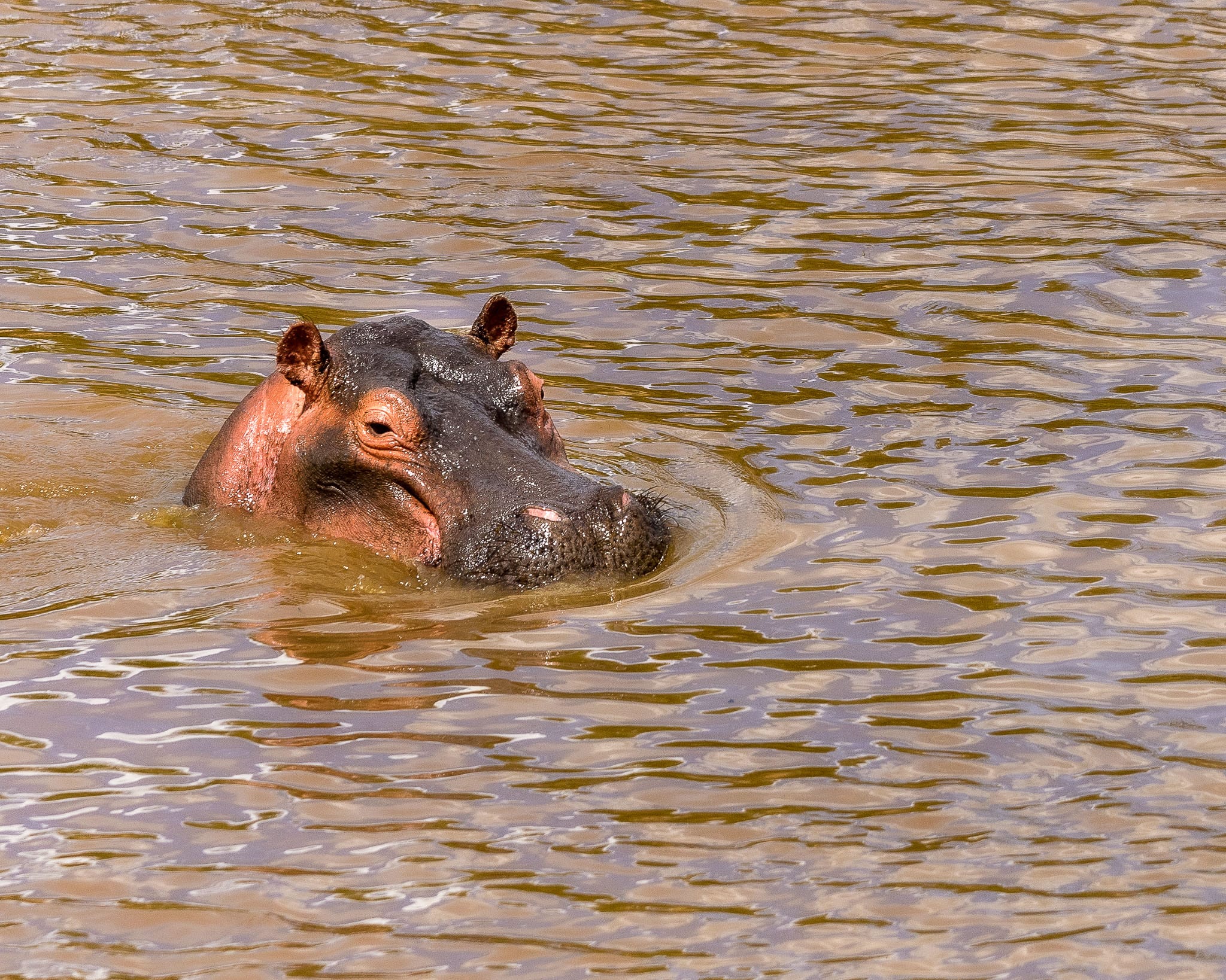 Hippo Face – Chasing Wildlife
