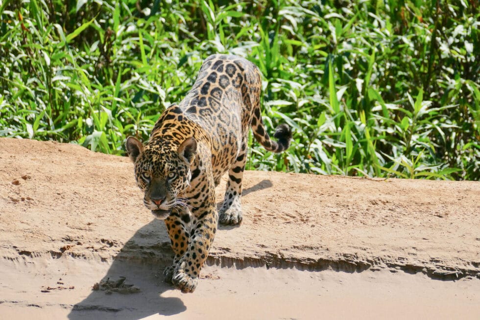Jaguar | Panthera onca | Chasing Wildlife