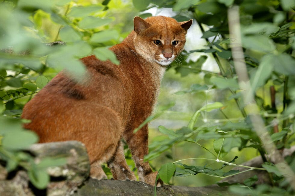 Jaguarundi | Herpailurus yagouaroundi | Chasing Wildlife