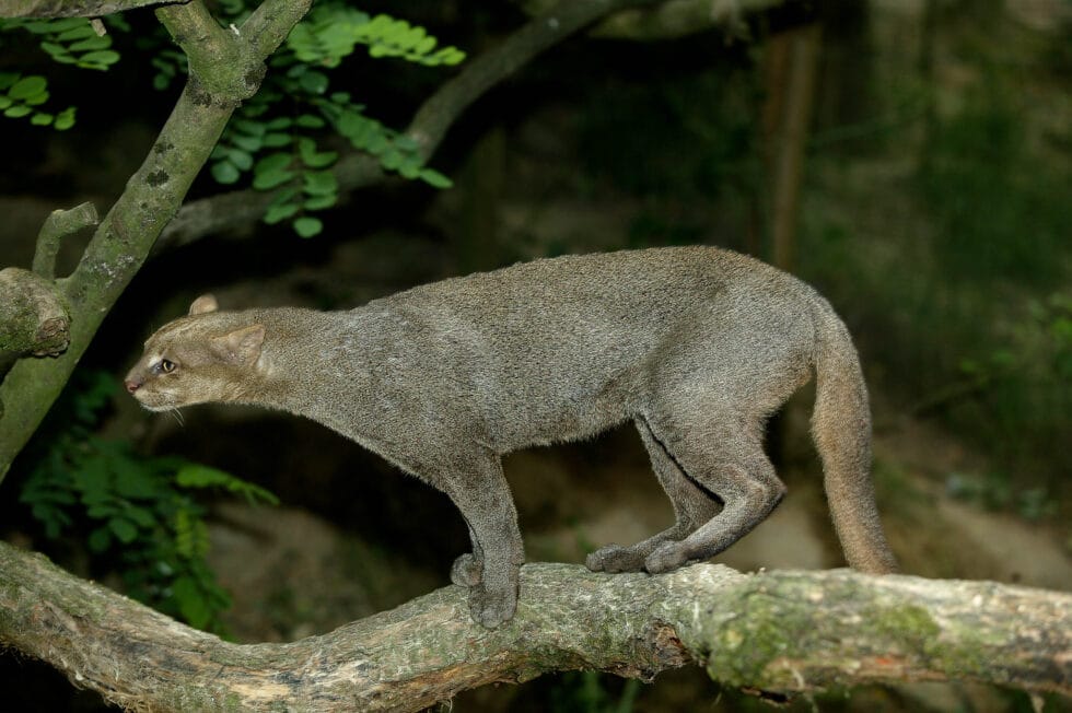 Jaguarundi | Herpailurus yagouaroundi | Chasing Wildlife