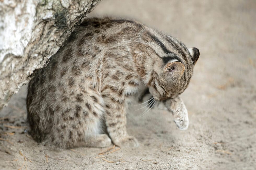 Leopard Cat | Prionailurus bengalensis | Chasing Wildlife