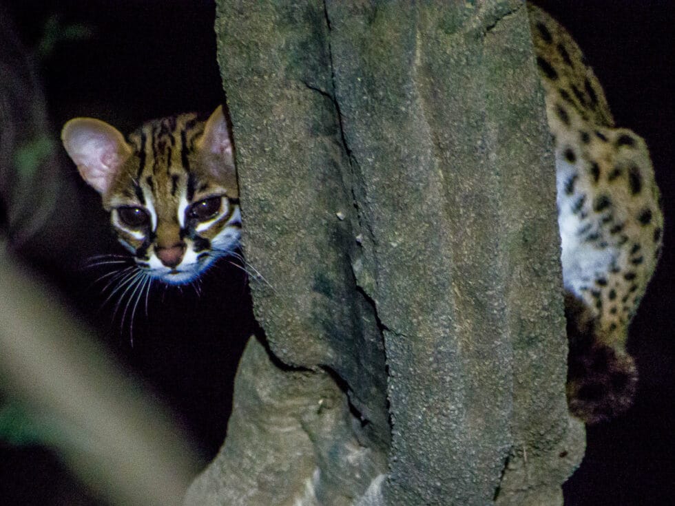 Leopard Cat | Prionailurus bengalensis | Chasing Wildlife