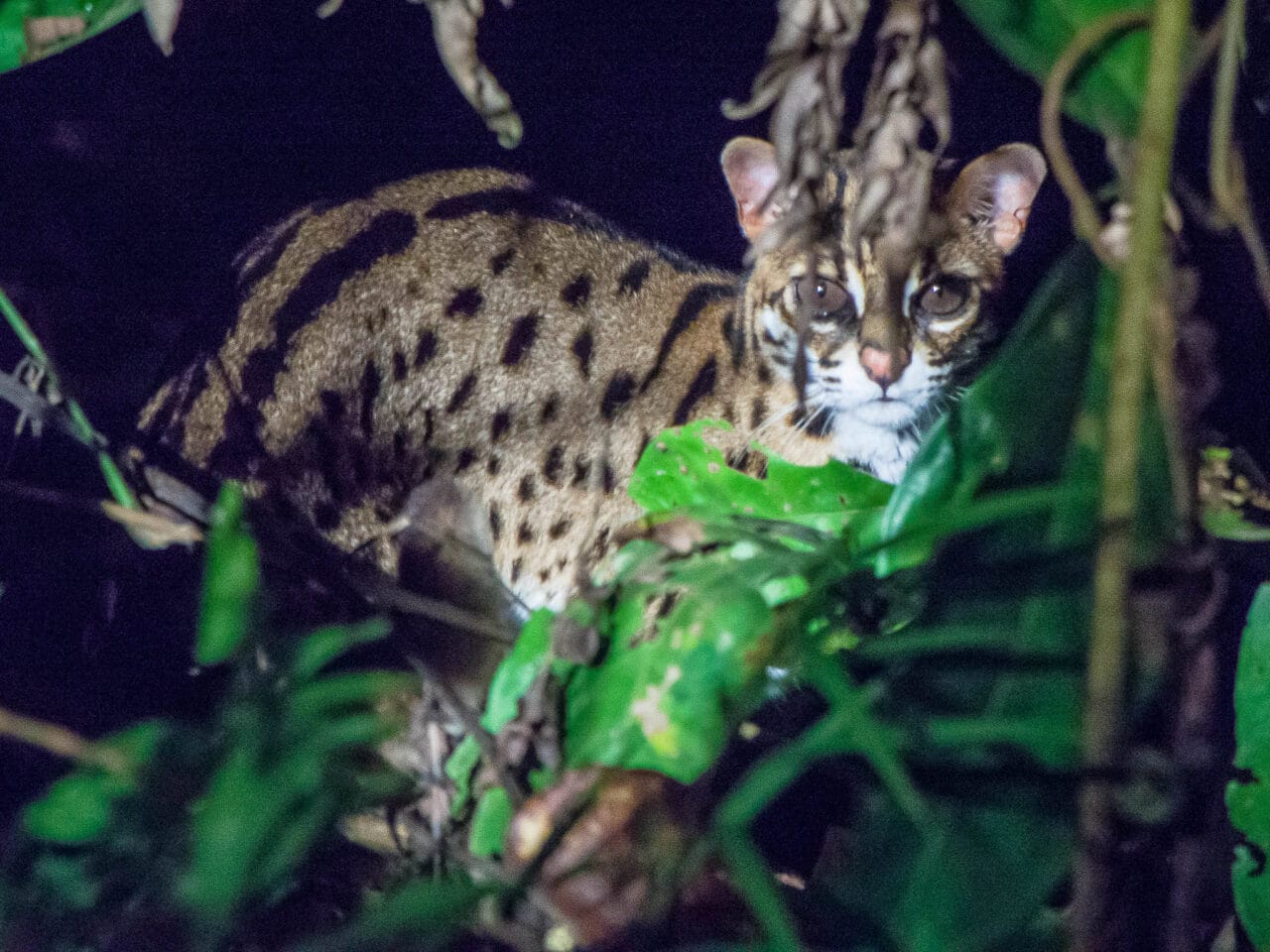 Leopard Cat | Prionailurus bengalensis | Chasing Wildlife