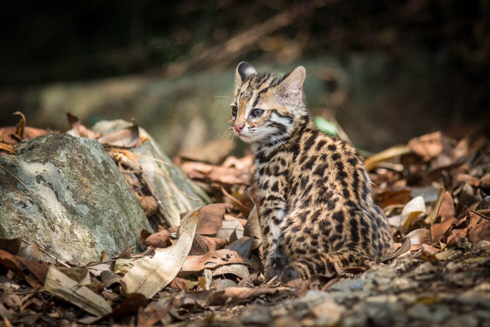 Leopard Cat | Prionailurus bengalensis | Chasing Wildlife