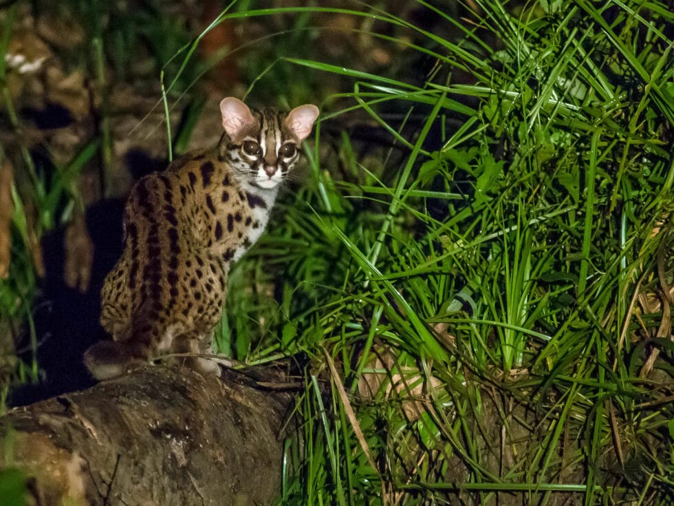 Leopard Cat | Prionailurus bengalensis | Chasing Wildlife