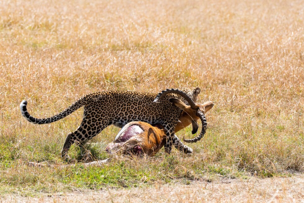 Leopard | Panthera pardus | Chasing Wildlife