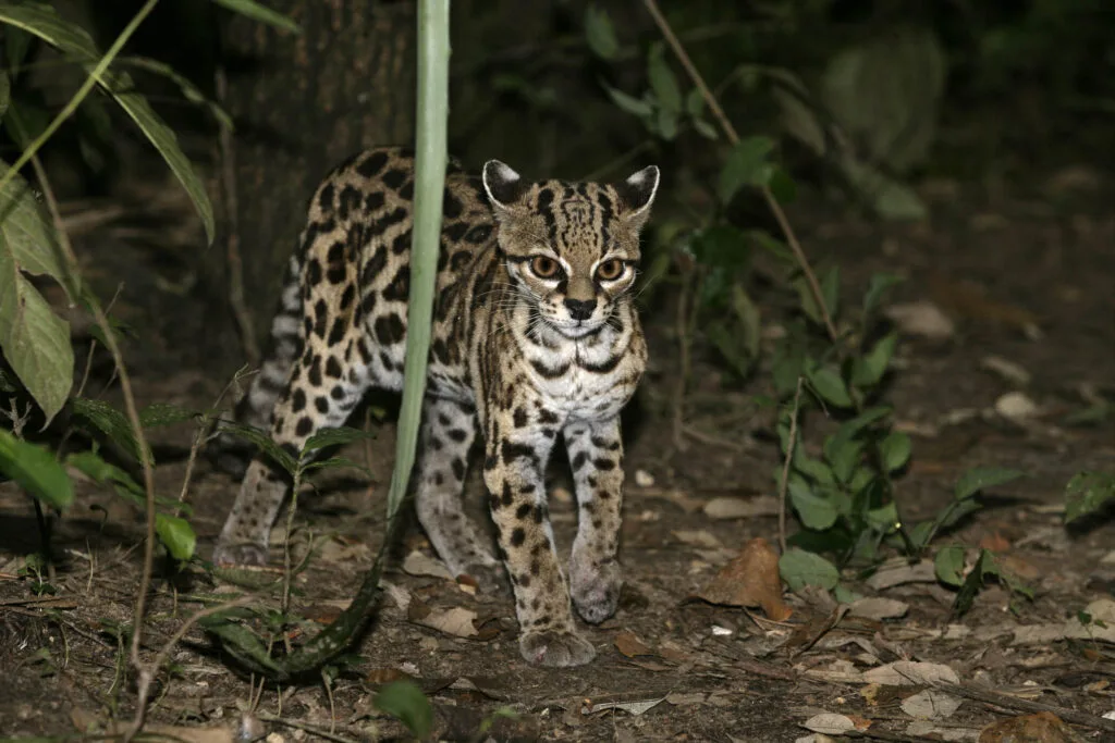 Margay Hanging