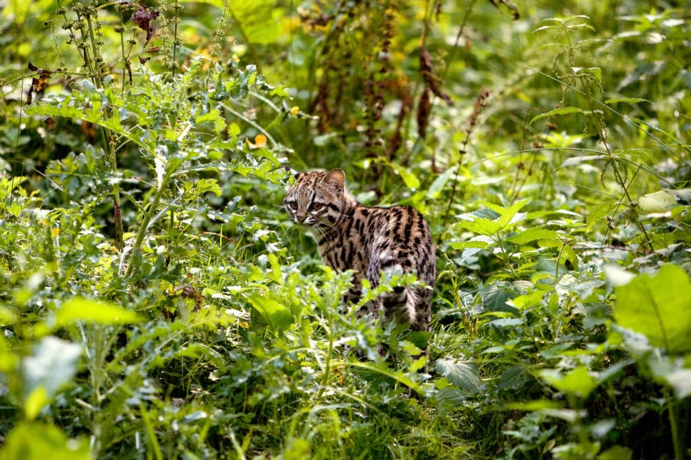 Oncilla | Leopardus tigrinus | Chasing Wildlife