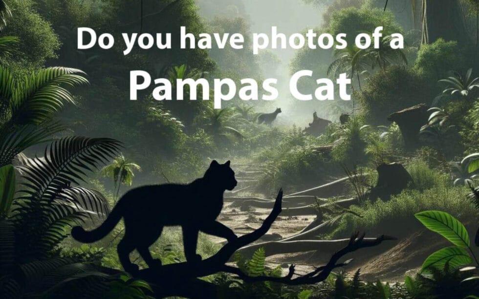Pampas Cat | Leopardus colocolo | Chasing Wildlife