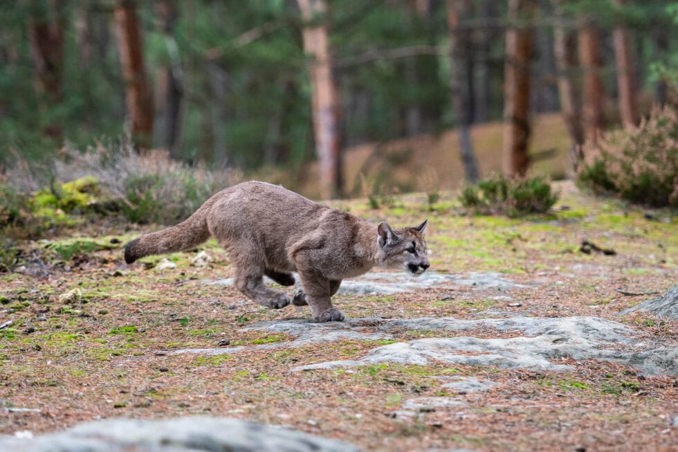 Mountain Lion | Puma concolor | Chasing Wildlife