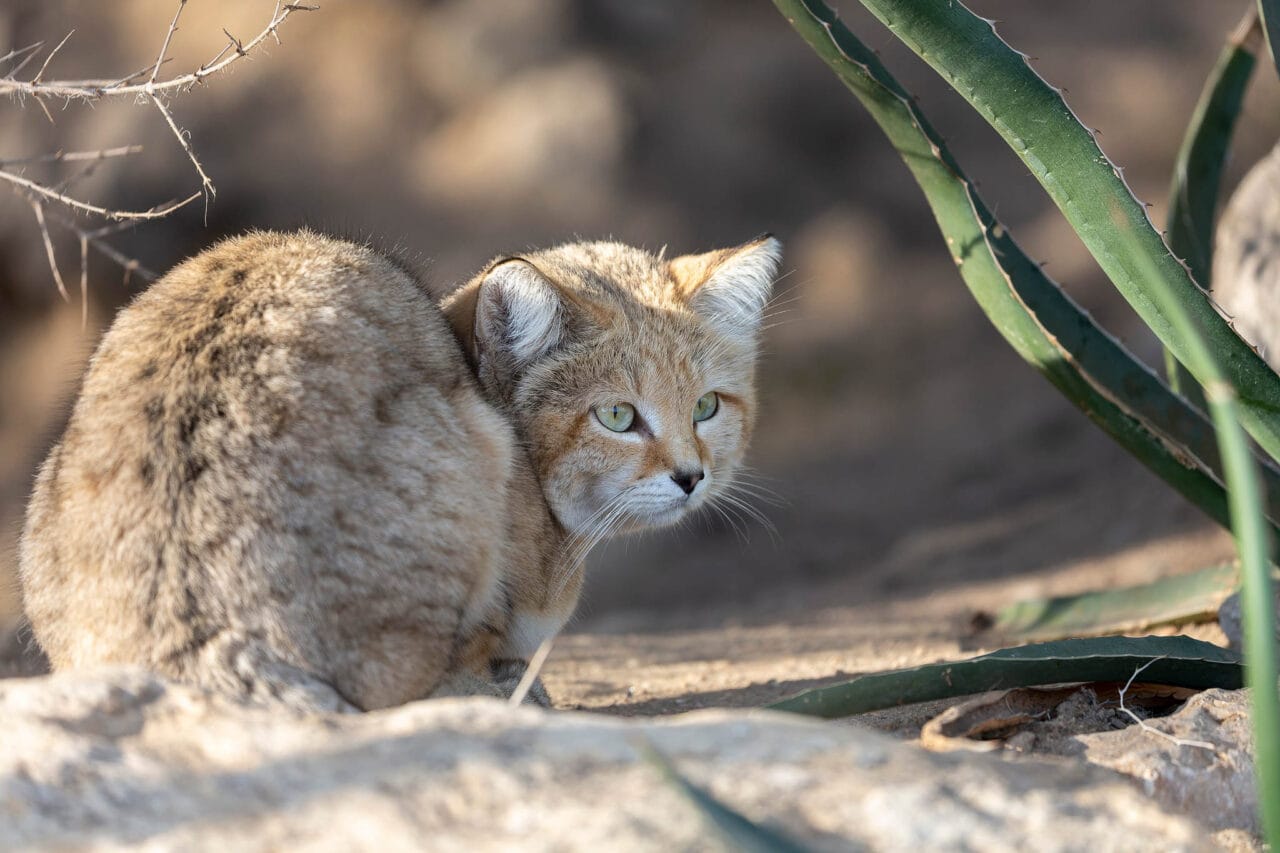Sand Cat | Felis margarita | Chasing Wildlife