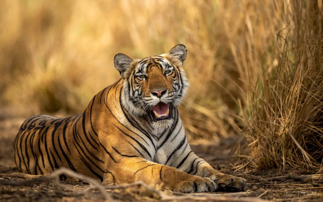 Pin Sumatran Tiger Wide Tiger | Species | WWF