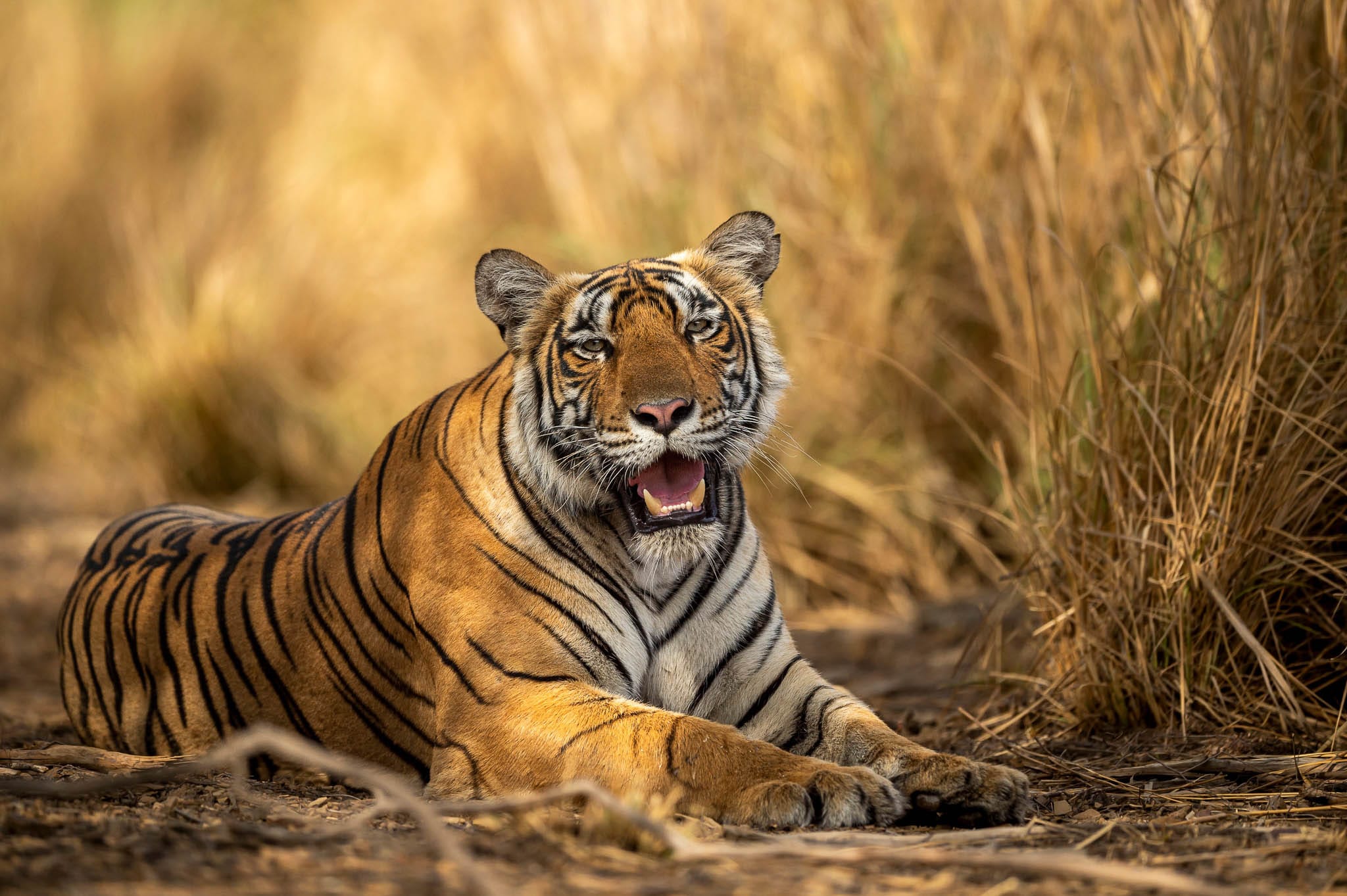 Tiger Photography | Chasing Wildlife