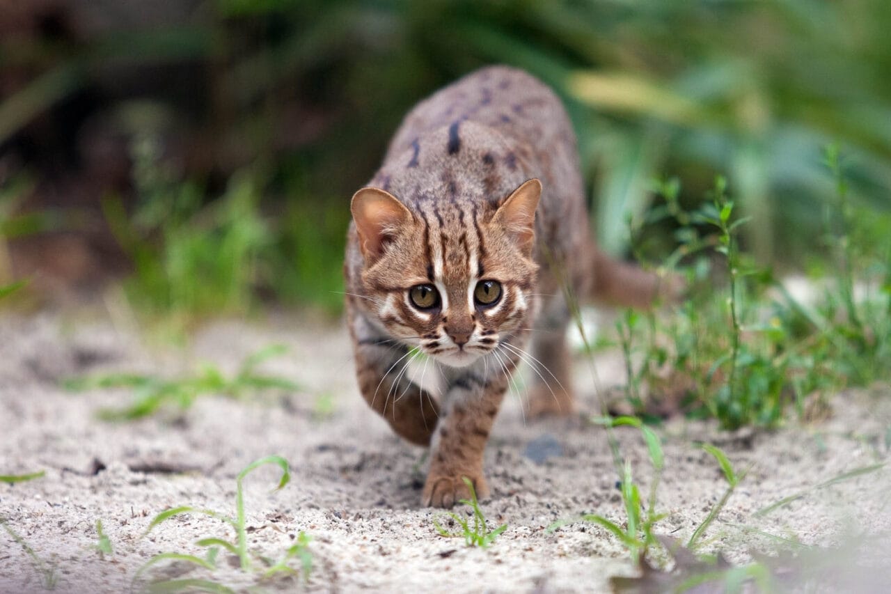 The Rusty Spotted Cat - the world's smallest cat