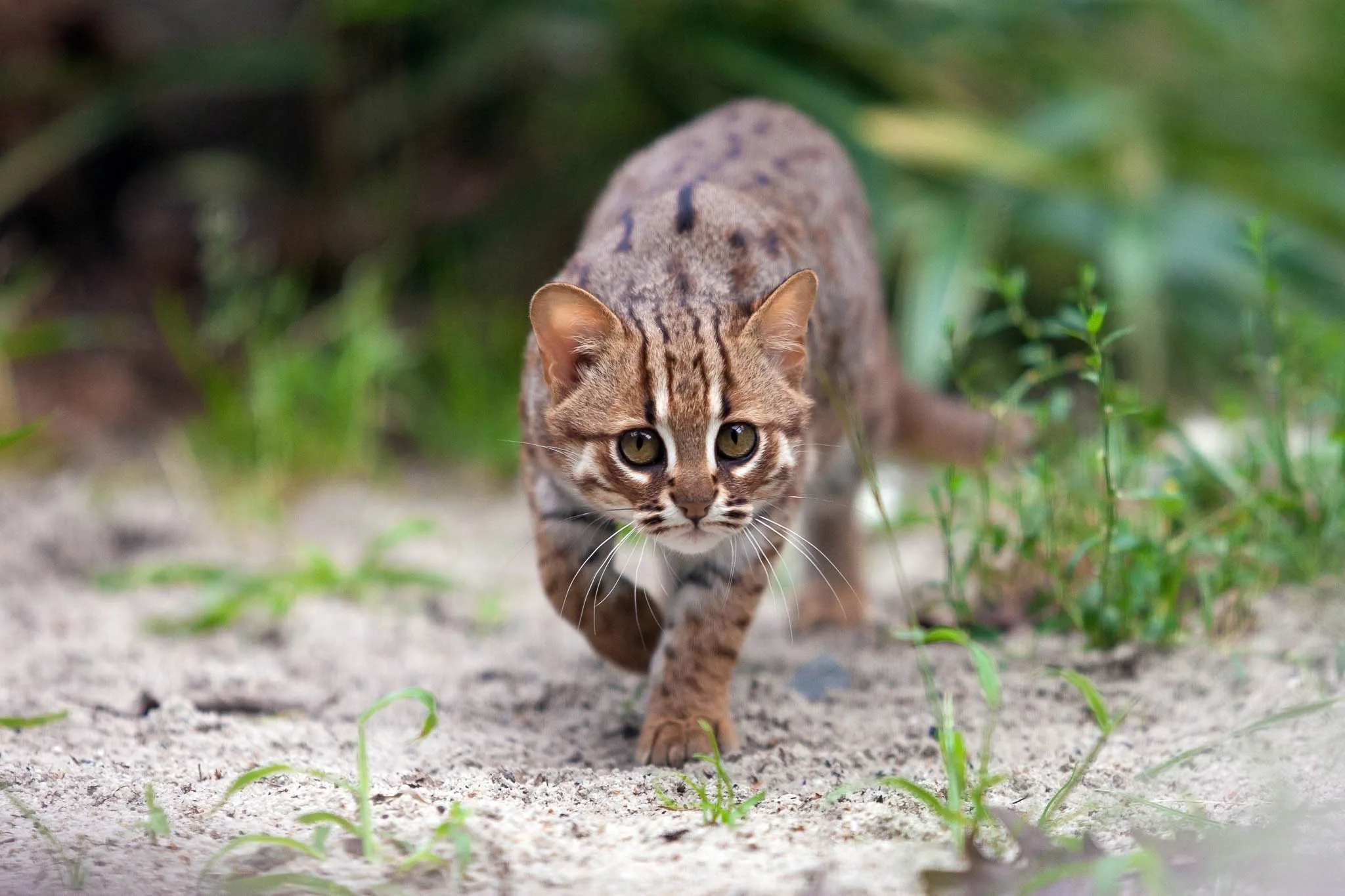 The Rusty Spotted Cat - the world's smallest cat