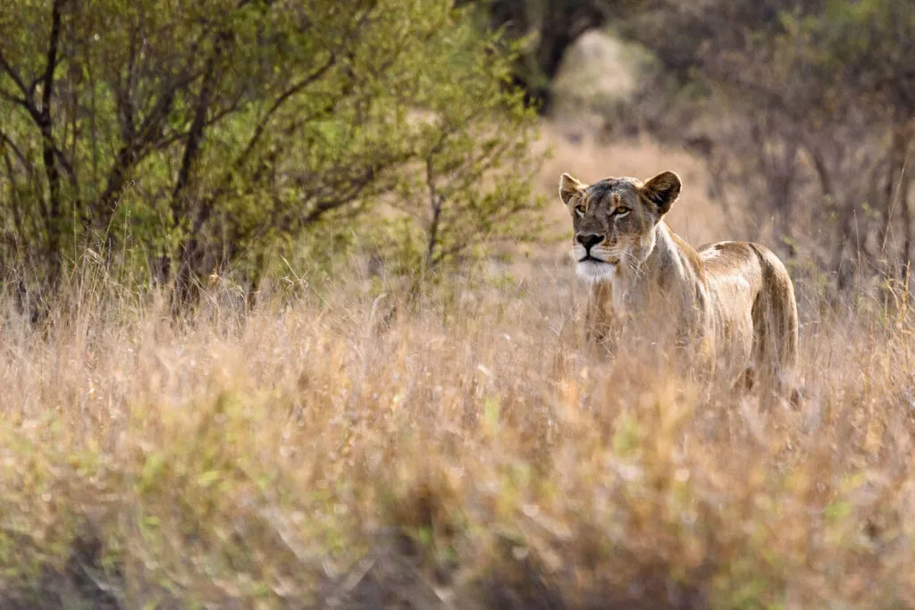 Lion | Panthera leo | Chasing Wildlife
