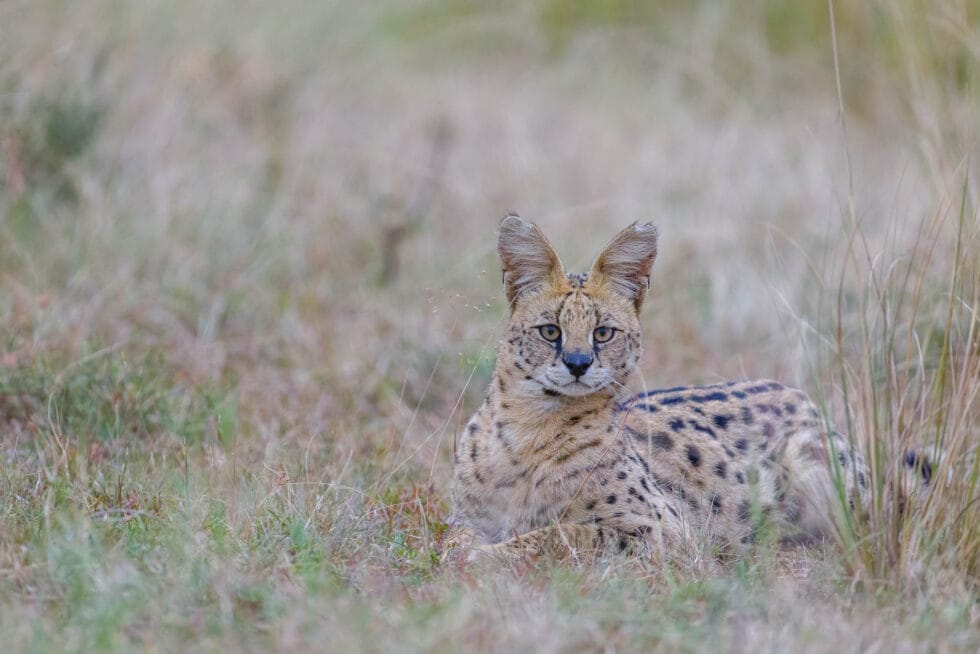 Serval | Leptailurus serval | Chasing Wildlife