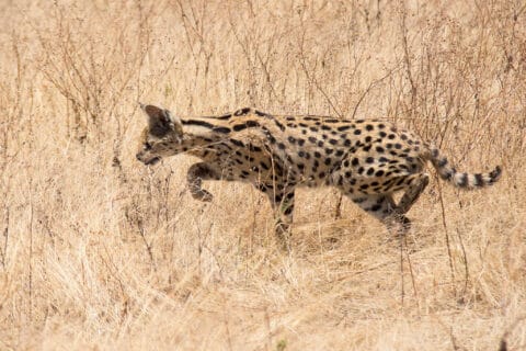 Serval | Leptailurus serval | Chasing Wildlife
