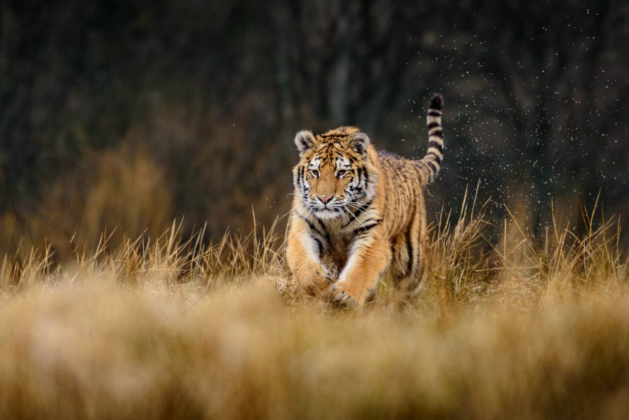 Tiger | Panthera tigris | Chasing Wildlife
