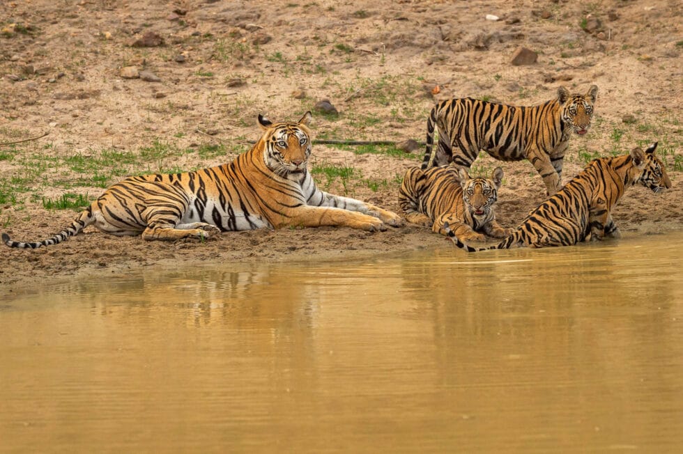 Tiger | Panthera tigris | Chasing Wildlife