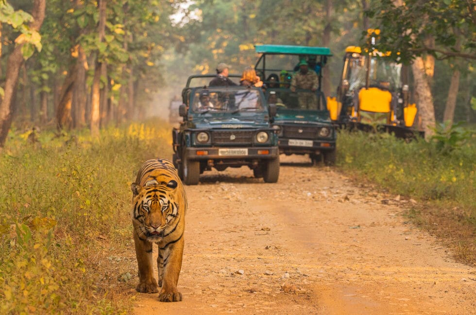 Tiger | Panthera tigris | Chasing Wildlife