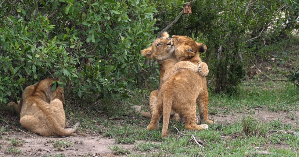 Lion | Panthera leo | Chasing Wildlife