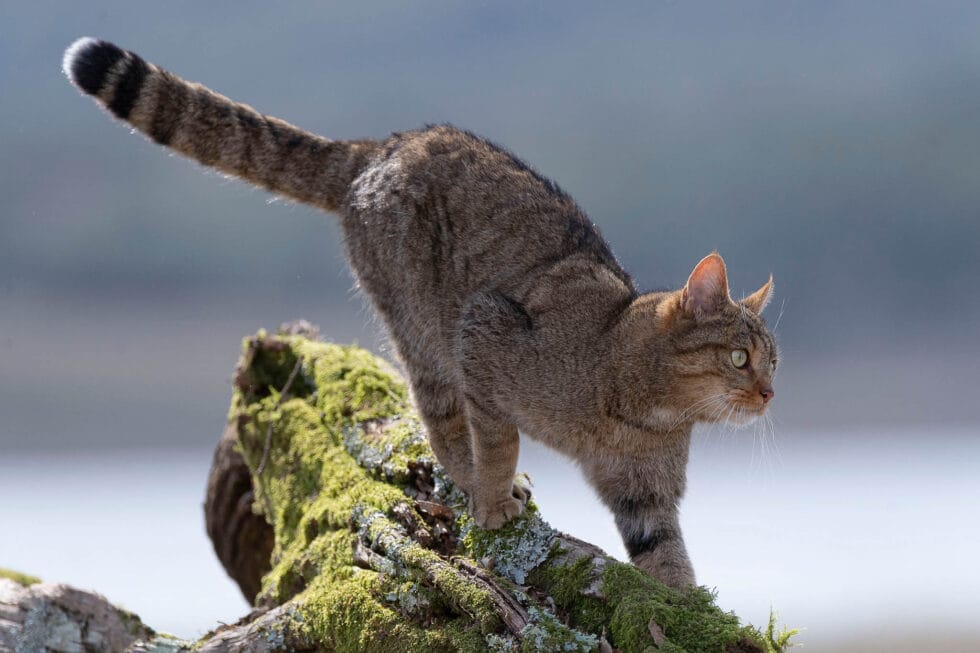 Wildcat | Felis silvestris | Chasing Wildlife
