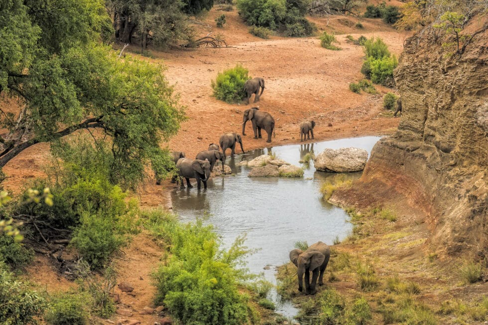Kruger National Park | Chasing Wildlife
